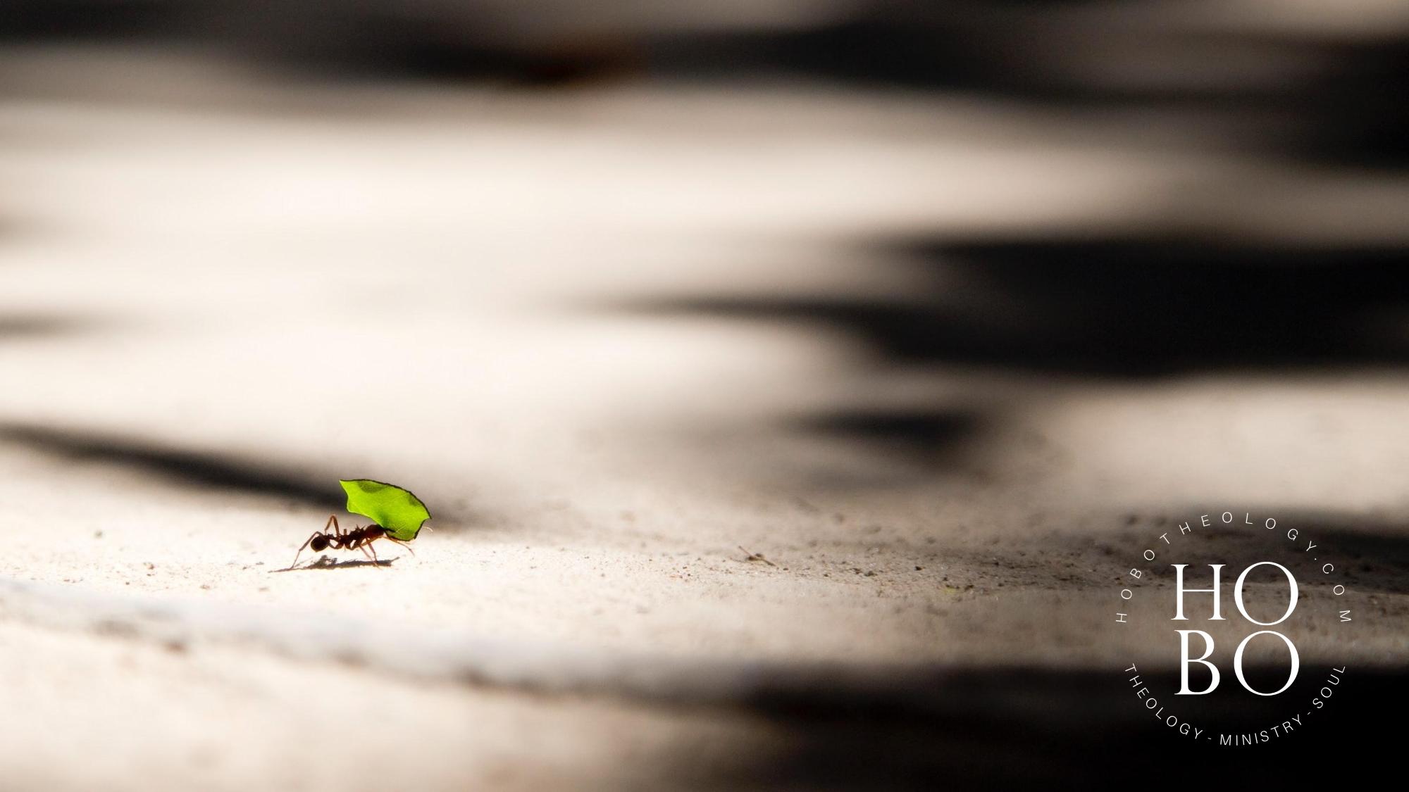 Learning from the Ant